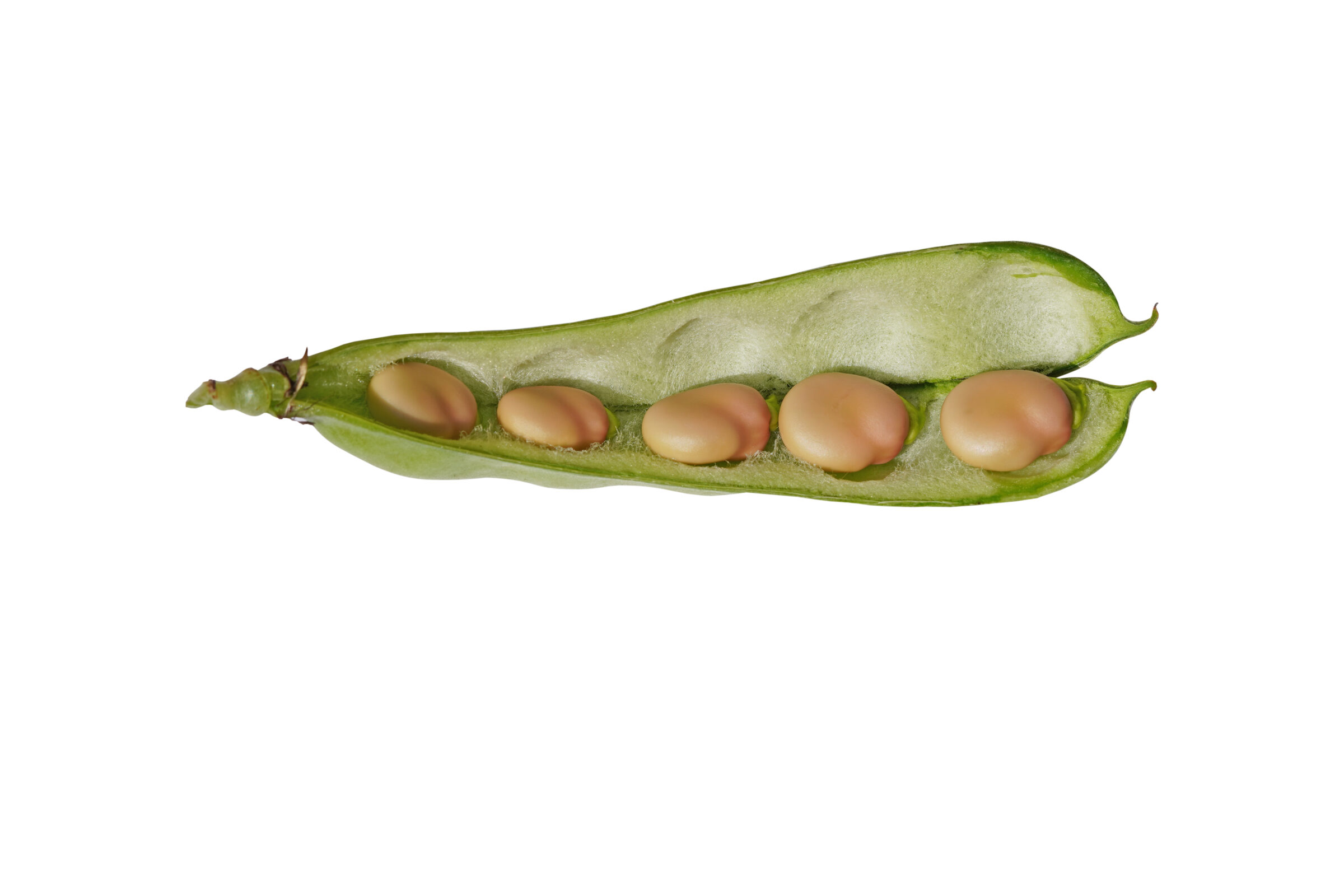 Local fava beans are coming to your plate soon! - Meatless